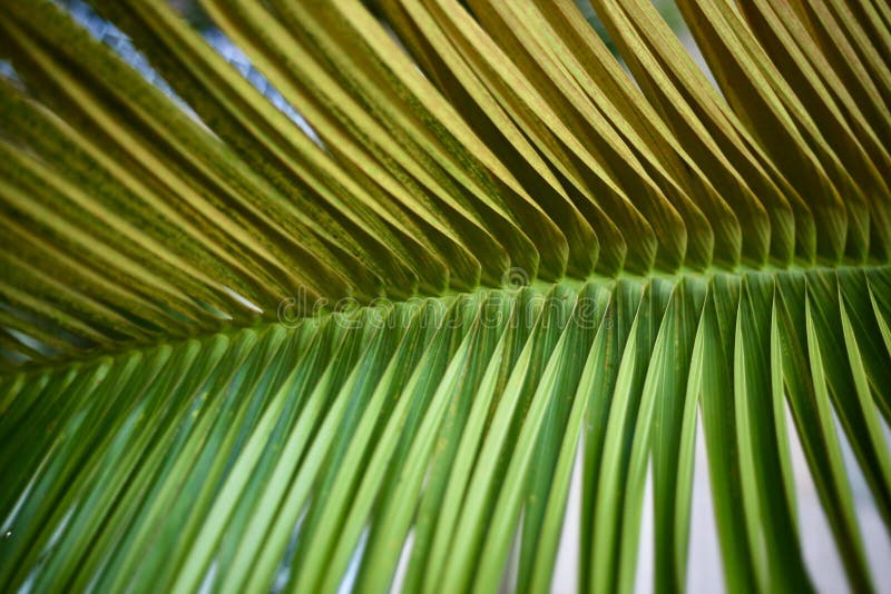 Amazon Leaf of Palm stock photo. Image of leaf, amazon - 231032582