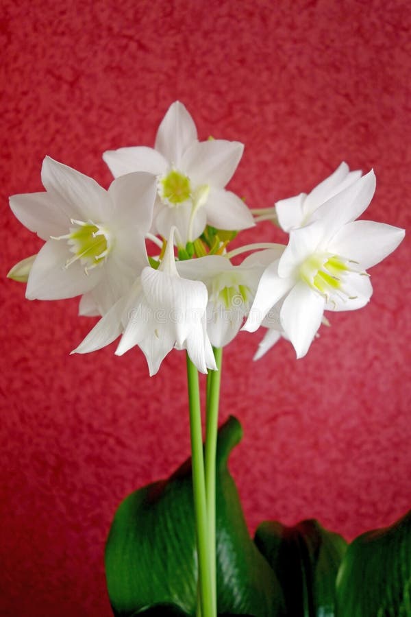 Amazon lily stock photo. Image of herb, decorative, houseplant - 35834636