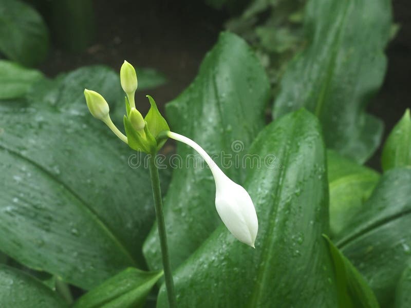 Amazon Lily or Eucharis stock photo. Image of flower - 118283982