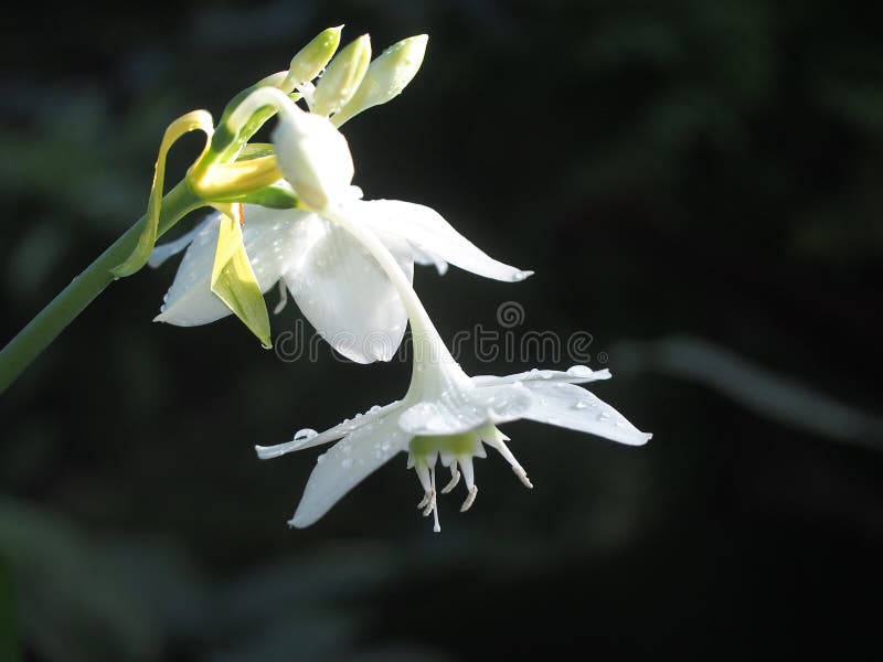 Amazon Lily stock image. Image of lily, stamens, seasonal - 61153539
