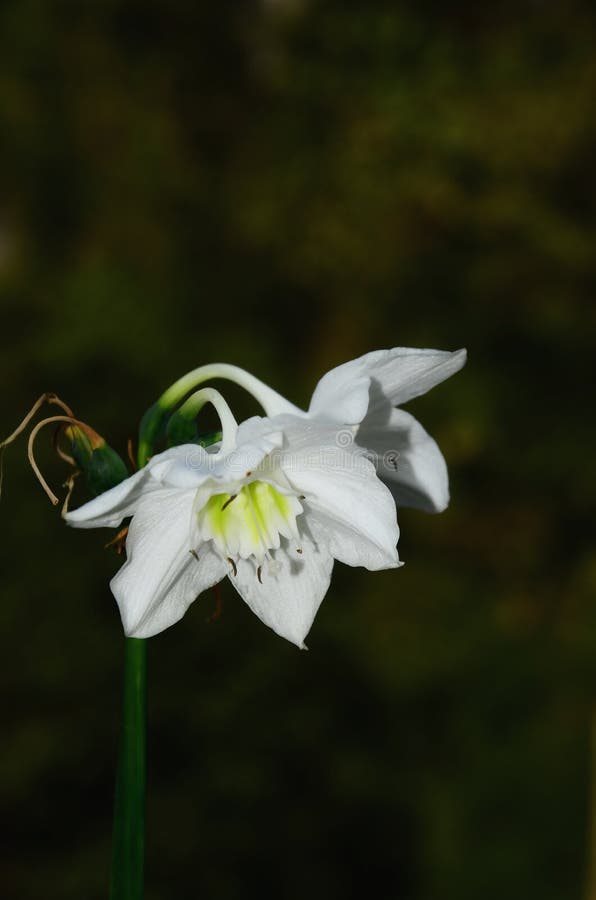 Amazon Lily Flowers on Dark Background Stock Image - Image of dark ...