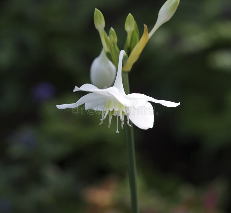 Amazon Lily stock image. Image of sepals, fragile, cilium - 39823669