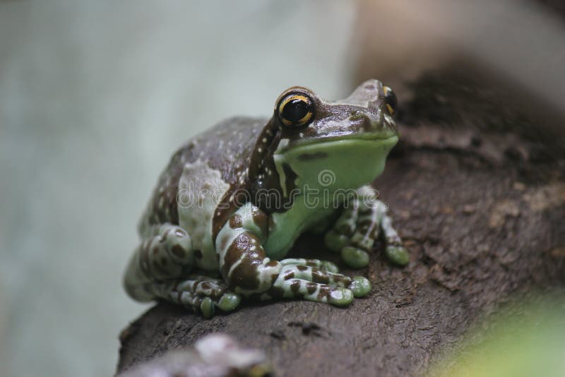 Amazon Milk Frog stock image. Image of wildlife, animal - 22734411