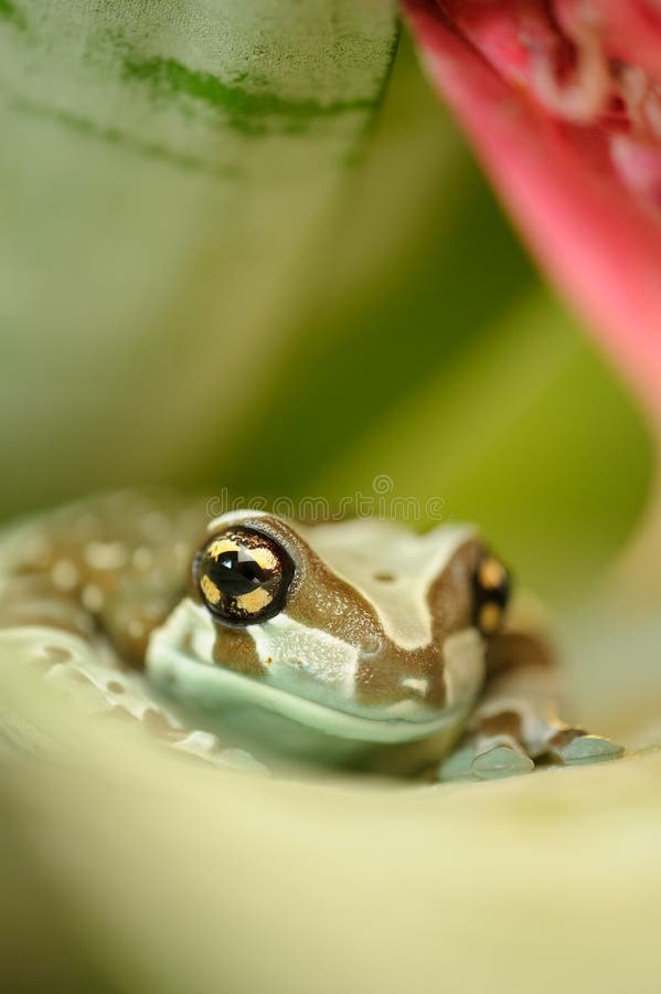 Amazon Milk Frog from Front on Flower Leaf Stock Image - Image of ...