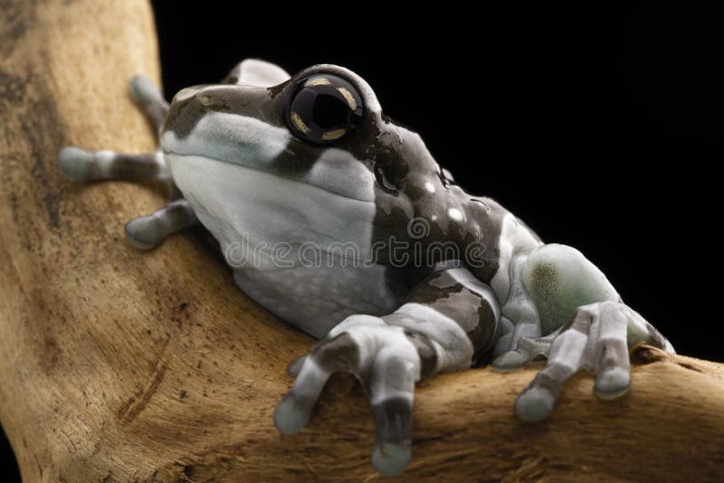 Amazon milk frog stock image. Image of rain, rainforest - 68436975