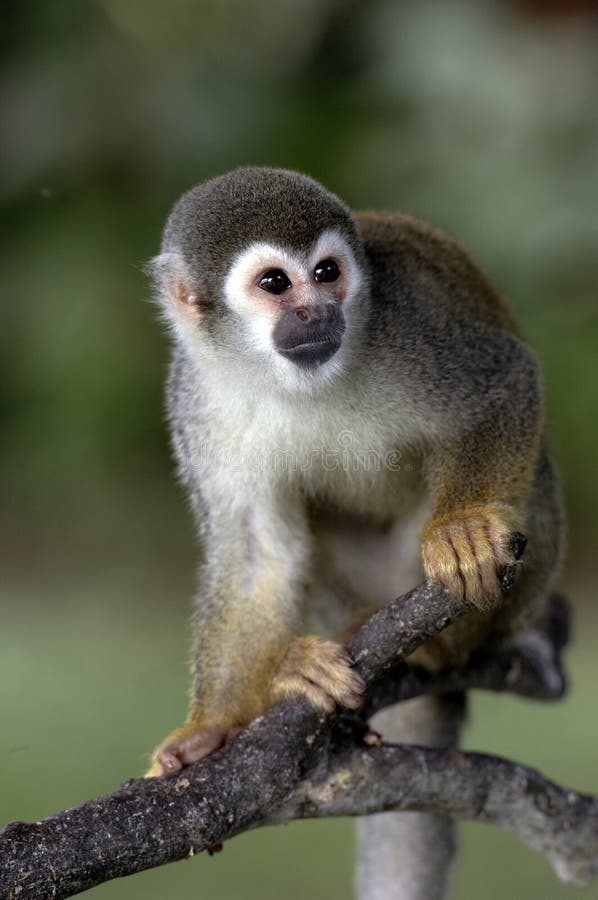 Amazon Monkey stock image. Image of mammal, outdoors - 17875309