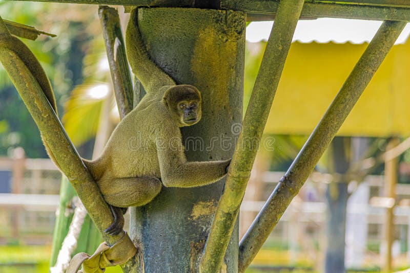 Amazon Monkey Playing in the Tree House Stock Image - Image of beak ...