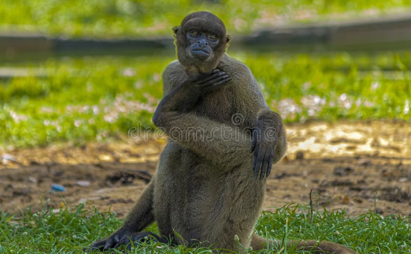 Amazon Monkey Posing for the Photo Stock Photo - Image of macaque ...