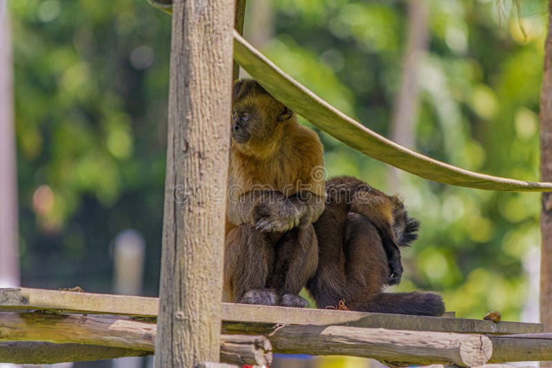 Amazon Monkey Resting with Baby Stock Image - Image of mammal, baby ...