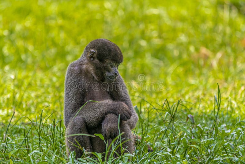 Amazon Monkey Thinking about Life Stock Image - Image of life, animal ...