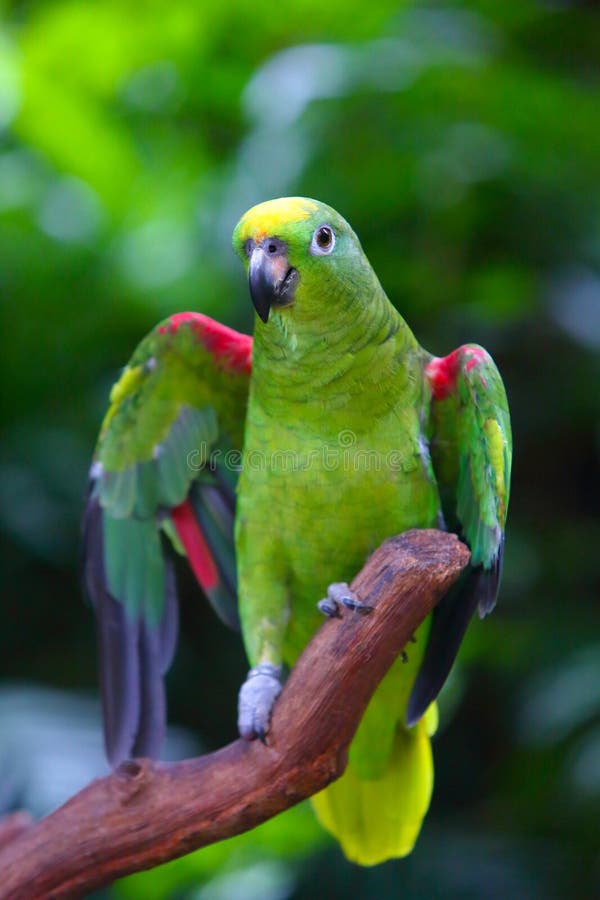 Four Parrots (the Red and Green Macaw and the Blue and Golden Parakeet ...