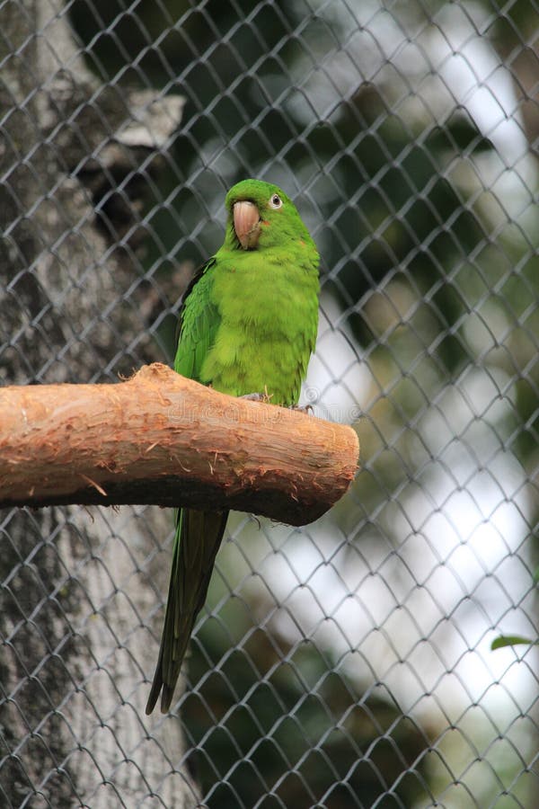 Amazon Parakeet Standing in a Wood Structure, Front View Stock Image ...