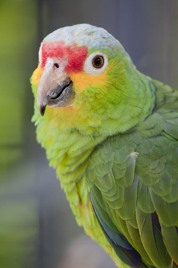 Amazon parrot stock image. Image of macaw, nature, wild - 19242697