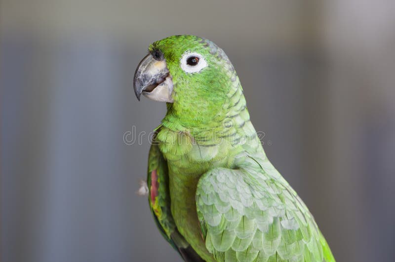 Amazon Parrot stock photo. Image of beak, portrait, bright - 28586350