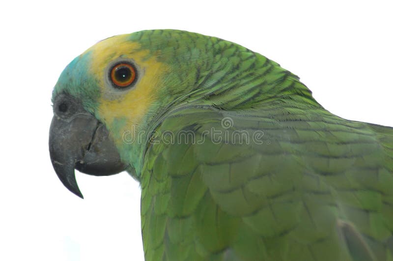 Amazon parrot stock photo. Image of cute, photographs - 5977502