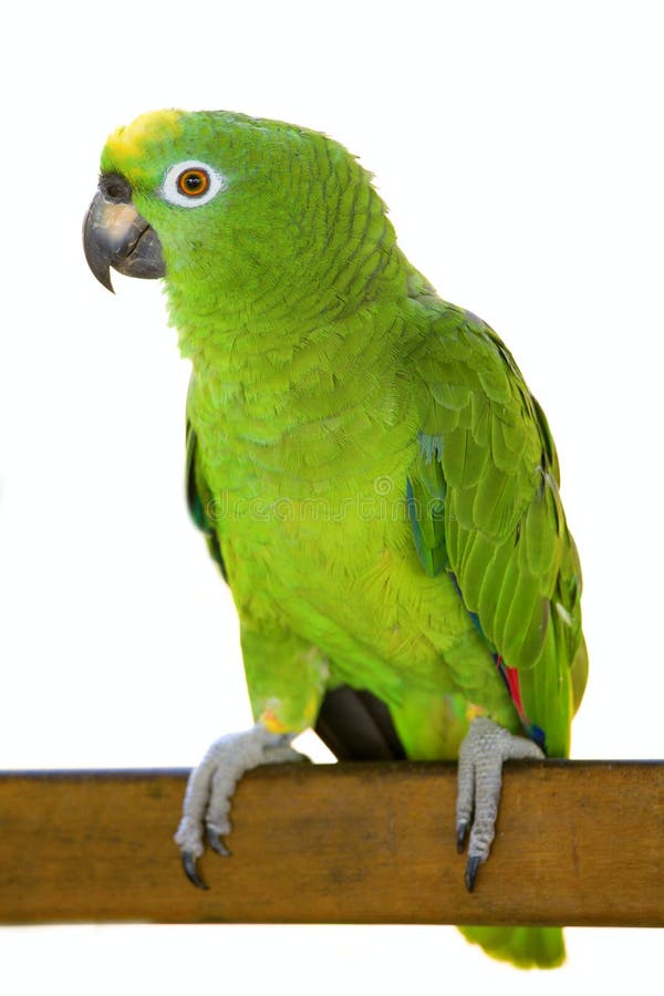Amazon parrot stock image. Image of animal, wildlife, amazon - 7185011