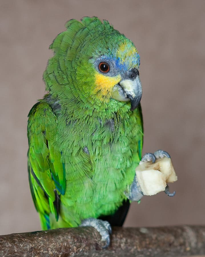 Amazon Parrot stock image. Image of amazon, nature, animals - 9061087