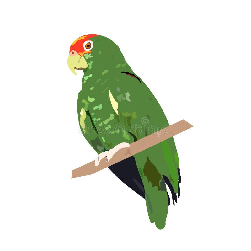 Amazon Parrot Bird, Vector Illustration, Isolated Stock Vector ...