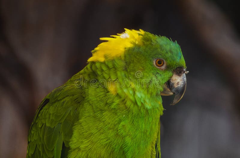 Parrot stock image. Image of fauna, peru, amazon, white - 82884519