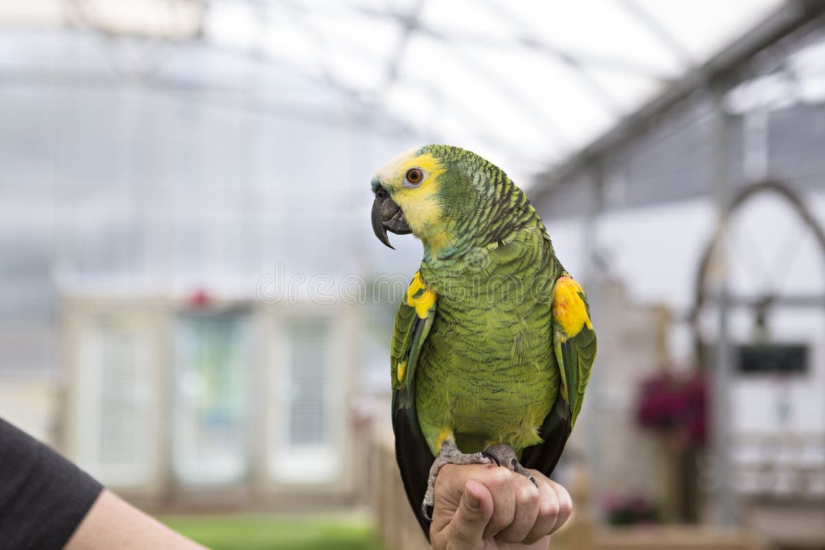 512 Kakadu Parrot Stock Photos - Free & Royalty-Free Stock Photos from ...