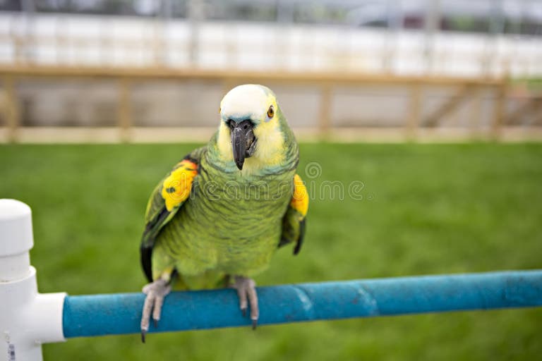 515 Kakadu Parrot Stock Photos - Free & Royalty-Free Stock Photos from ...