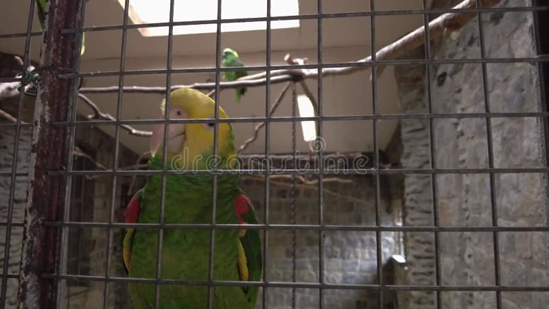 Amazonian Parrot Stock Footage & Videos - 41 Stock Videos