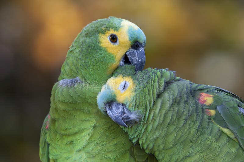 Two Parrots Together Stock Photos - Download 176 Royalty Free Photos