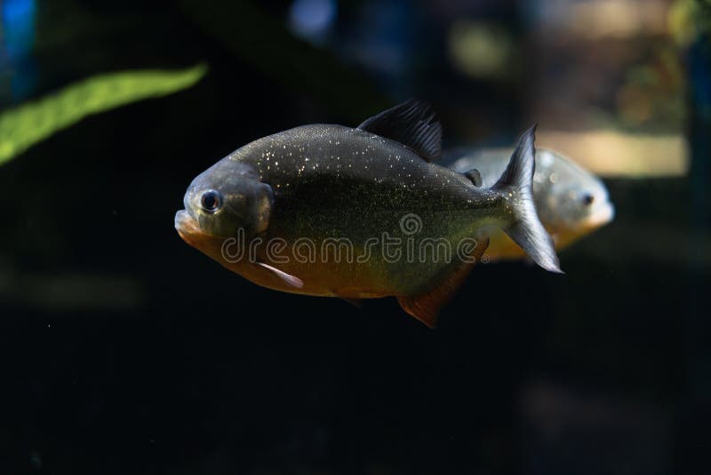 The Amazon is a Predatory Piranha Fish among the Algae. a Flock of ...