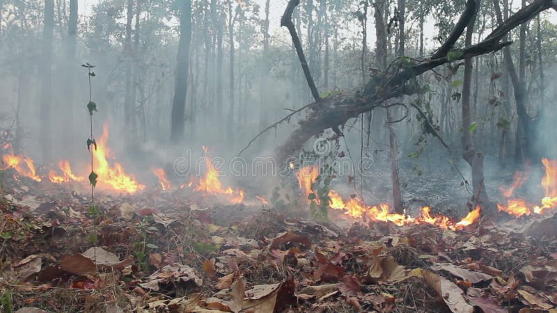 Amazon Rain Forest Fire Disaster is Burning Stock Footage - Video of ...
