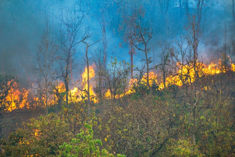 Amazon Rain Forest Fire Disaster is Burning Caused by Humans Stock ...