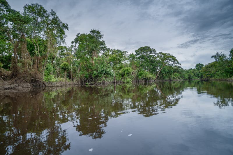 Amazon Rain Forest in a Perfect and Lovely Sunny Day Columbia Stock ...