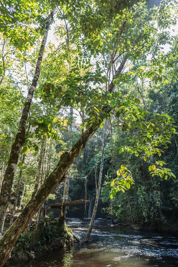 Amazon rainforest stock image. Image of amazon, scenery - 58919693