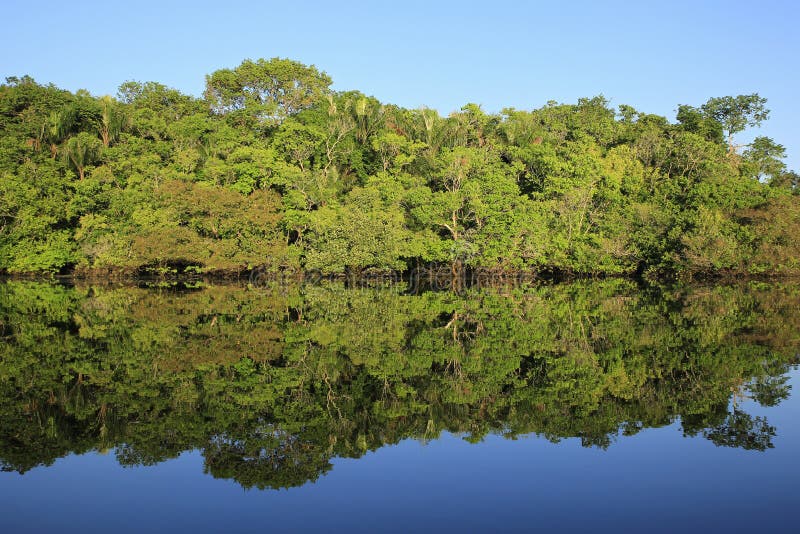 Amazon Rainforest with Blue Sky and Mirror Reflections in the Water ...