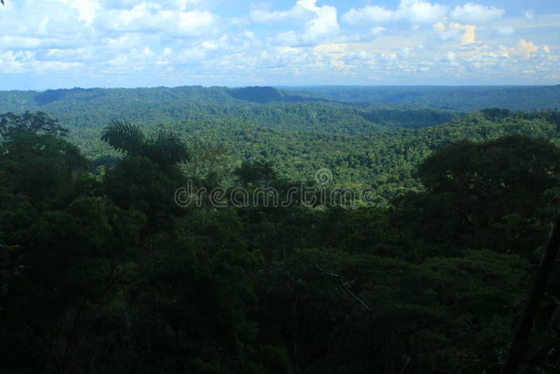 The Amazon Rainforest on a Bright Day with Beautiful Clouds in the Sky ...