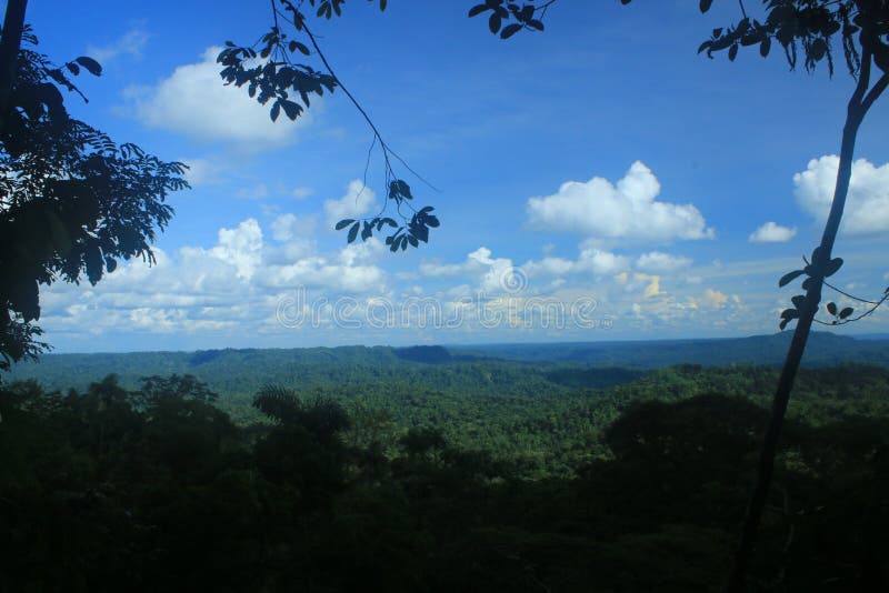 The Amazon Rainforest on a Bright Day with Beautiful Clouds in the Sky ...