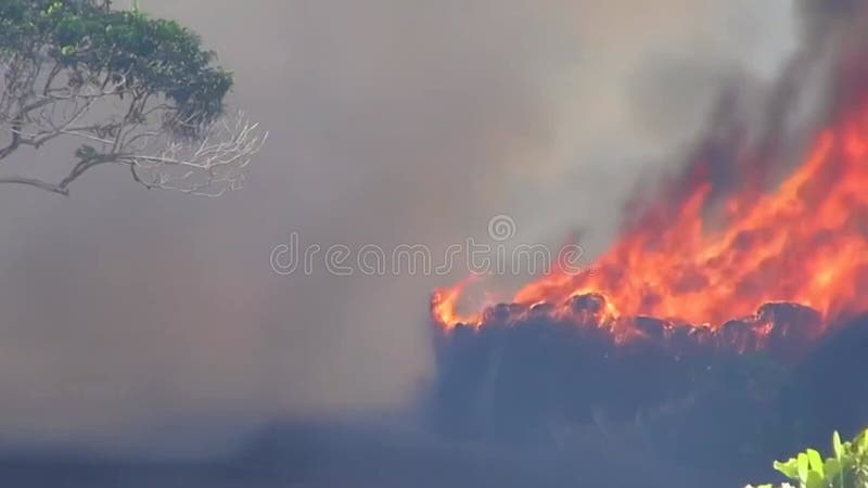 Wildfires in the Amazon Rainforest: a Growing Crisis Stock Video ...