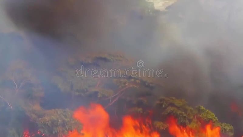 Wildfires in the Amazon Rainforest: a Growing Crisis Stock Video ...