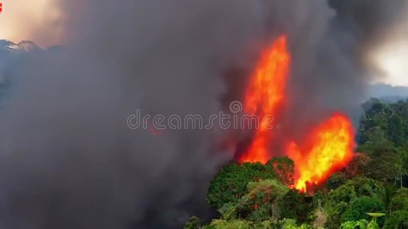 Wildfires in the Amazon Rainforest: a Growing Crisis Stock Video ...