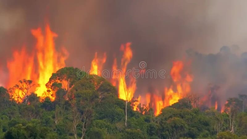 Wildfires in the Amazon Rainforest: a Growing Crisis Stock Footage ...