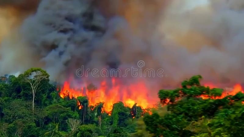 Wildfires in the Amazon Rainforest: a Growing Crisis Stock Video ...