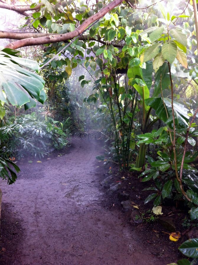 Amazon rainforest stock photo. Image of path, forest - 58957230
