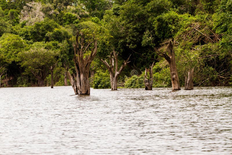 Amazon Rainforest stock photo. Image of peaceful, preserve - 91155774