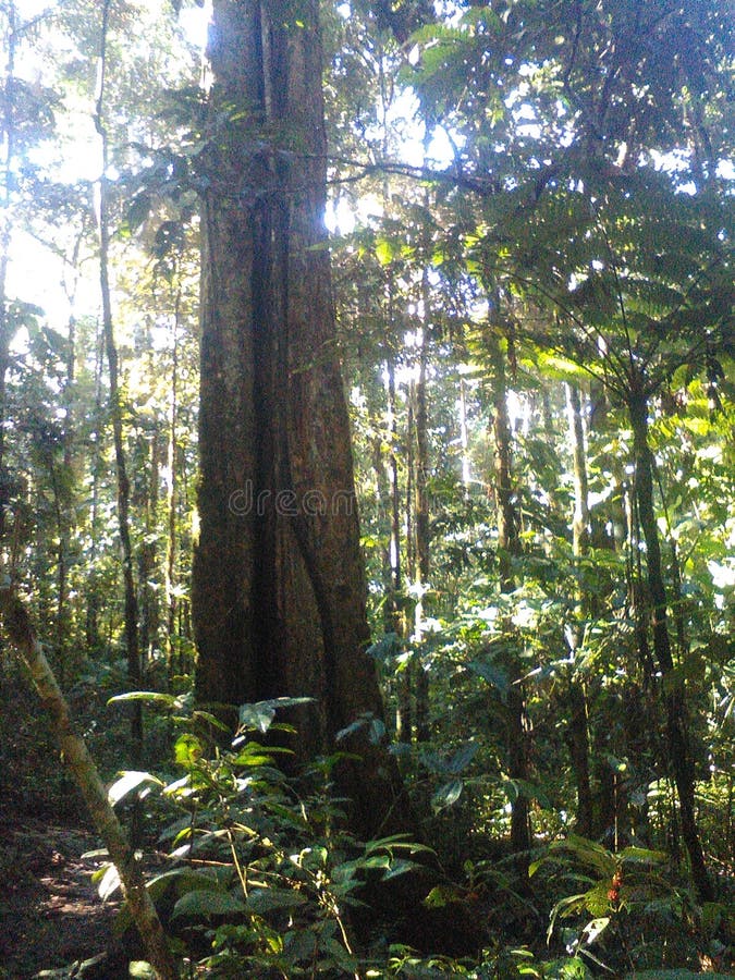 Amazon rainforest stock photo. Image of tropical, amazon - 97374522