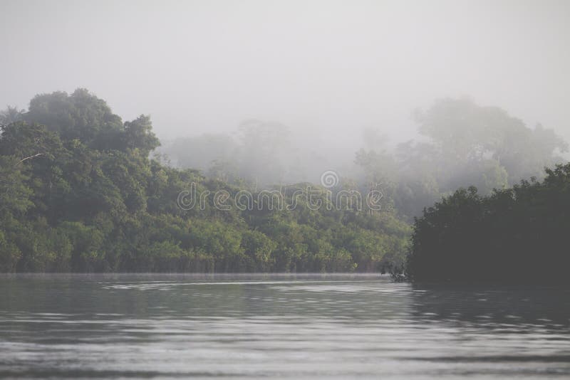 681 Amazon Rainforest Top View Stock Photos - Free & Royalty-Free Stock ...