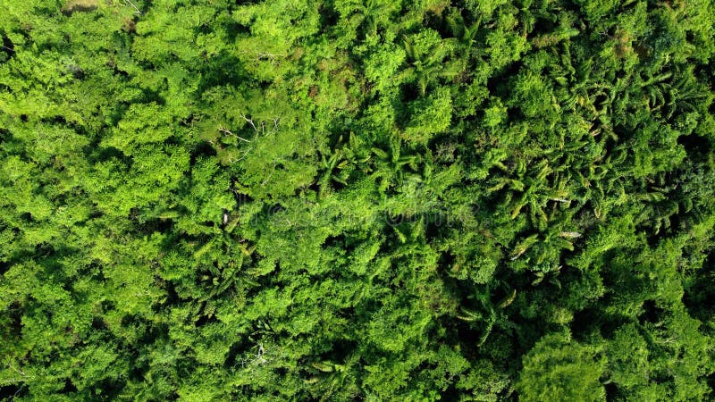 The Amazon Rainforest Seen from Above Stock Image - Image of south ...