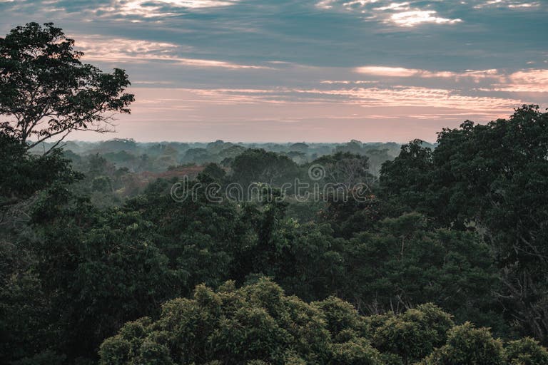 View on the Amazon Rainforest during Sunset Stock Photo - Image of ...