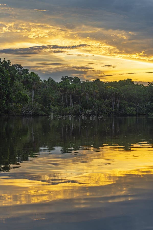 Amazon Rainforest Sunset