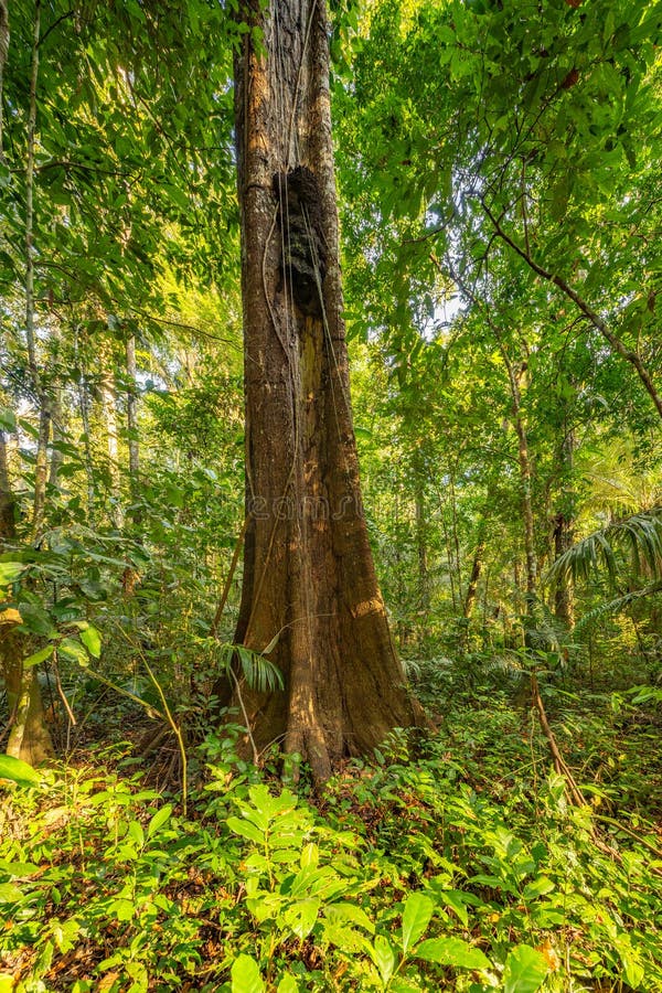 537,014 Rainforest Stock Photos - Free & Royalty-Free Stock Photos from ...