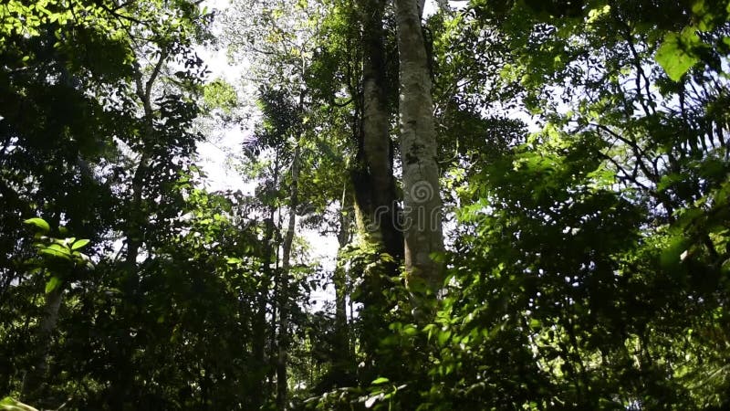 The Amazon Rainforest in Manu National Park, Peru Stock Video - Video ...