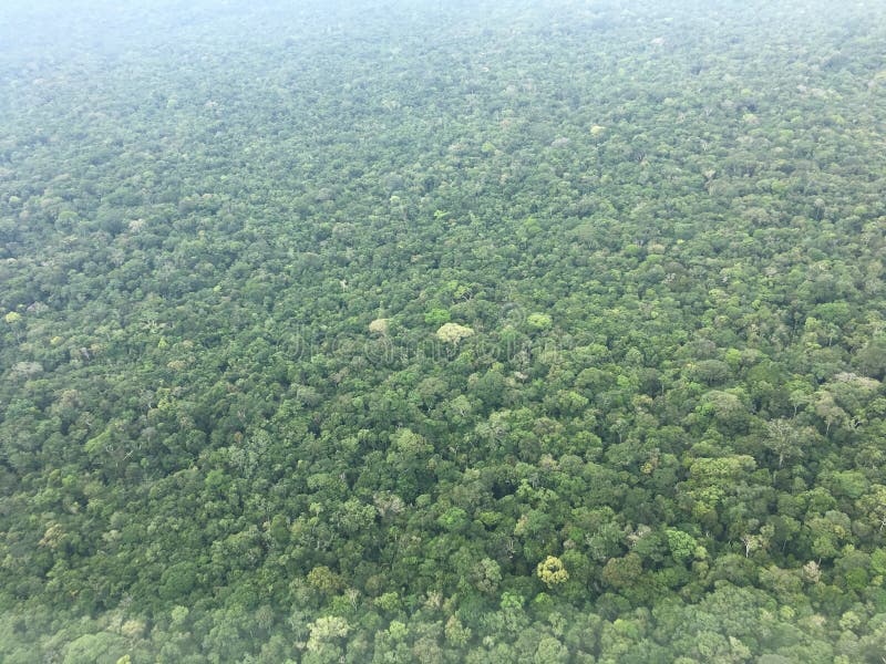 Amazon rainforest stock photo. Image of true, rainforest - 82832058